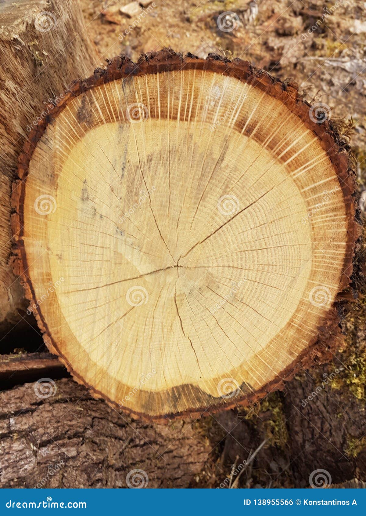 Tree Trunk Cut Top View Oak Tree Stock Photo - Image of environment ...