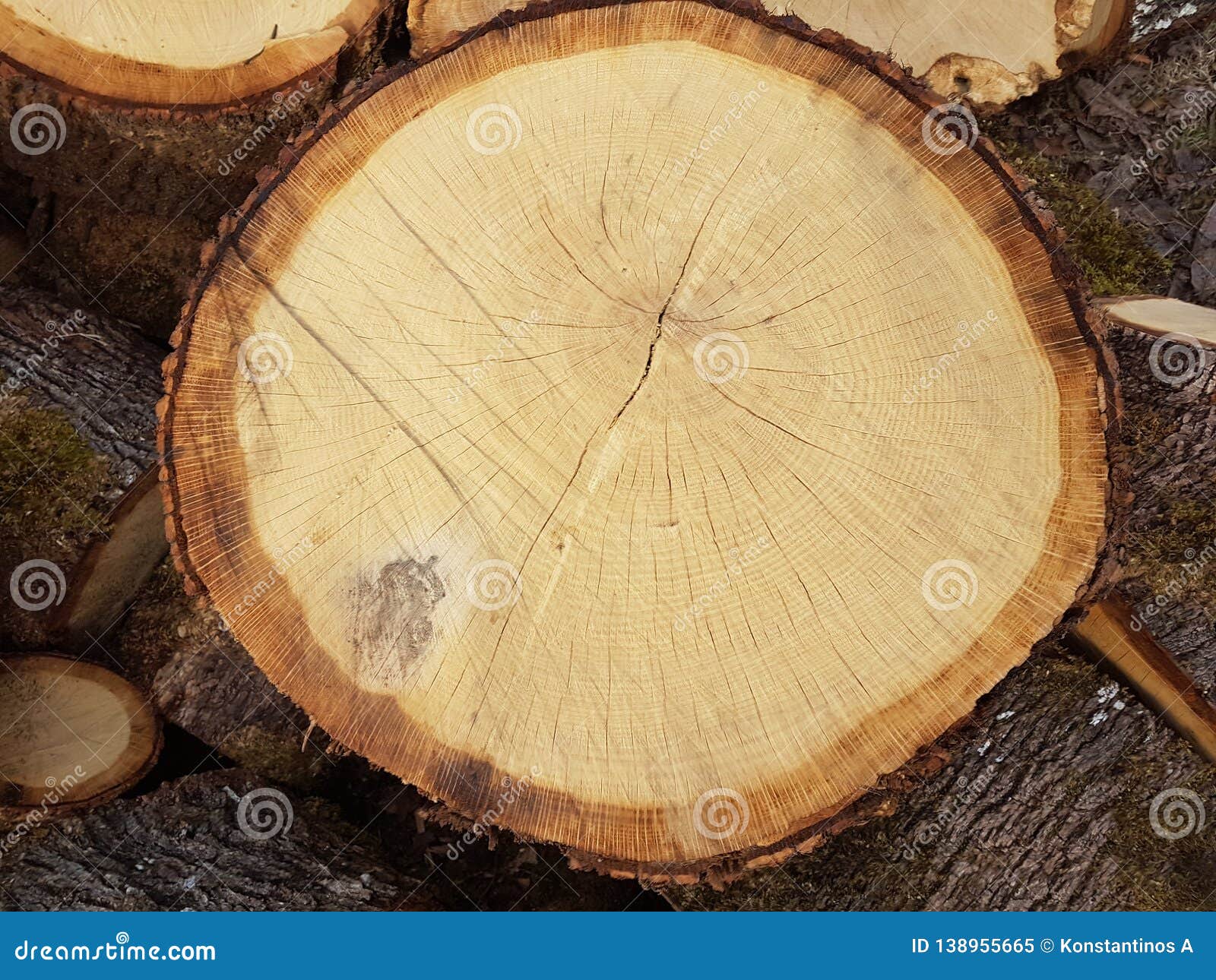 Tree Trunk Cut Top View Oak Tree Stock Image - Image of isolated ...