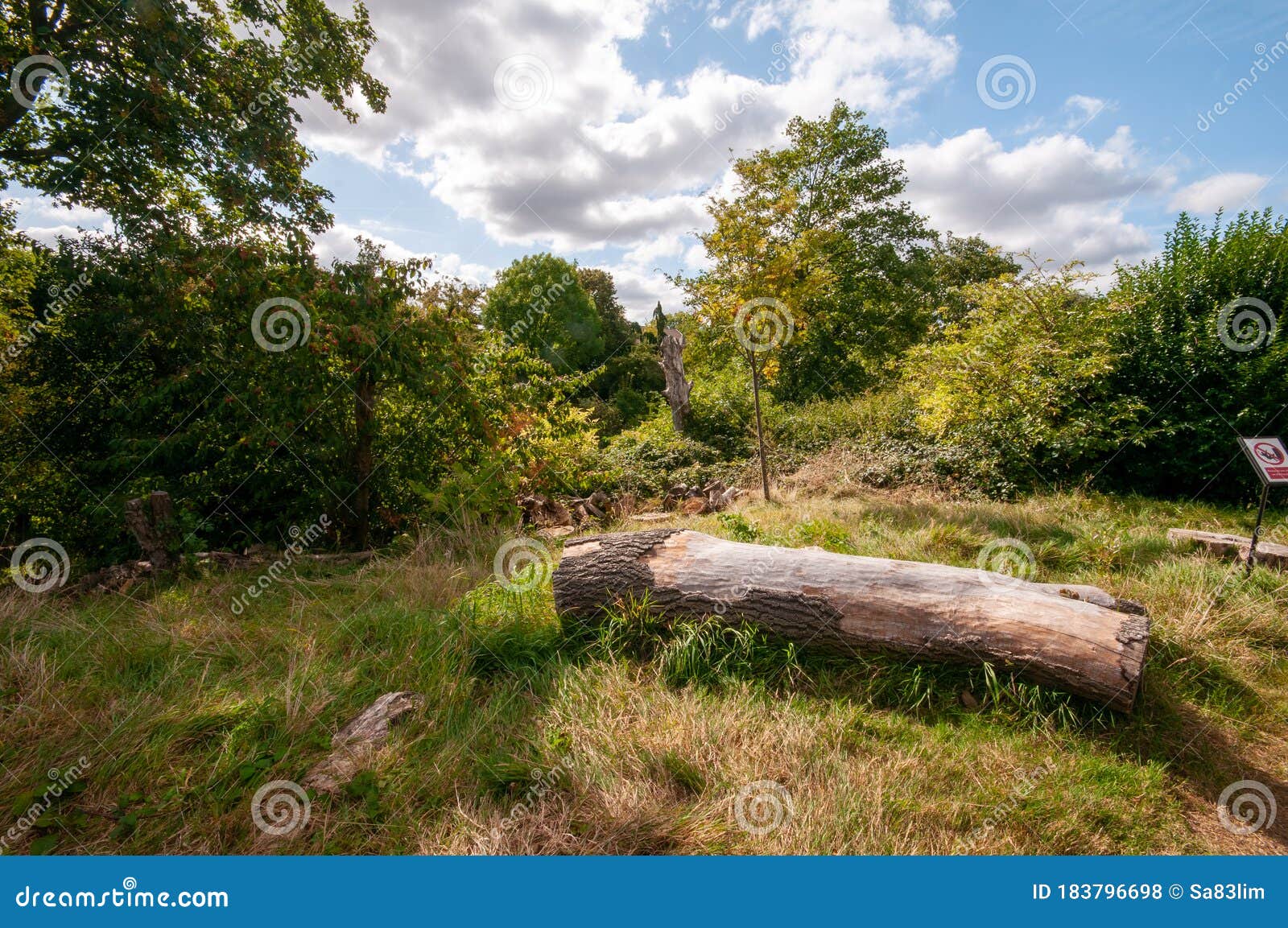 Tree trunk cut stock photo. Image of green, natural - 183796698