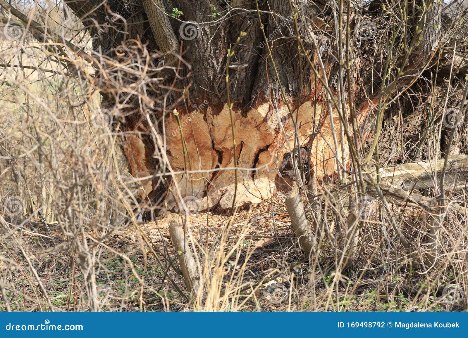 Tree Trunk Cutted by a Beaver Stock Photo - Image of ecology, nature ...