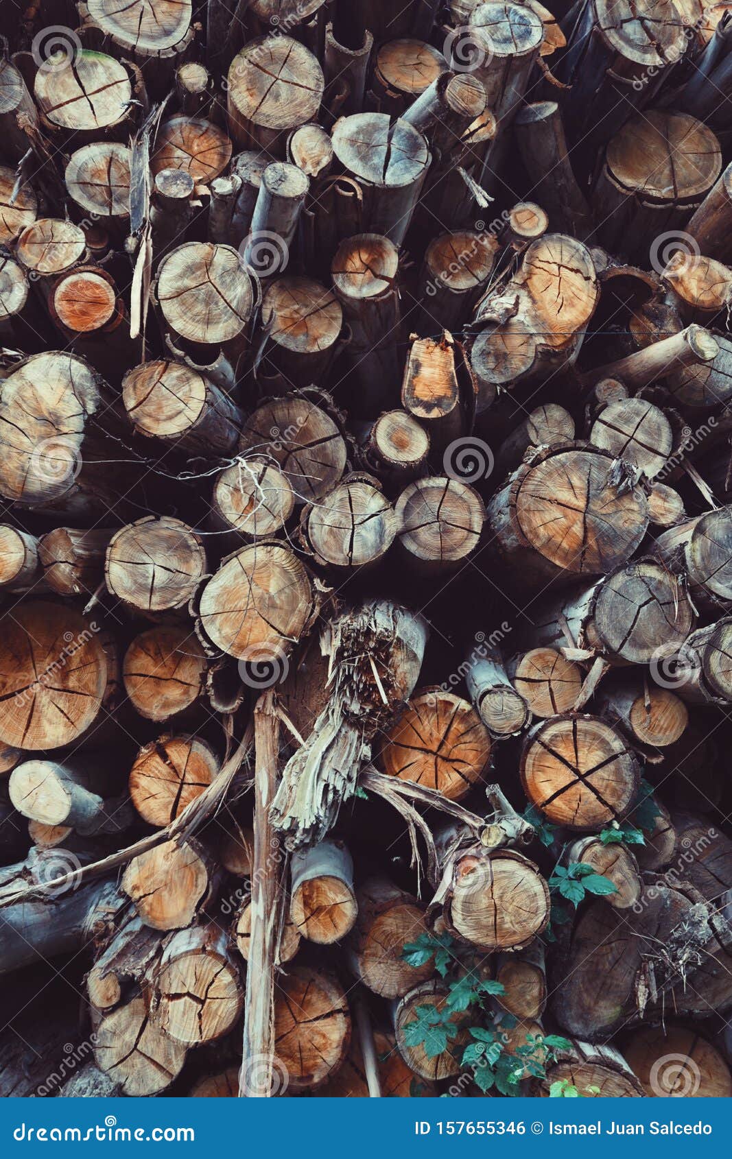 Tree Trunk Cutted in the Forest Stock Photo - Image of textured ...