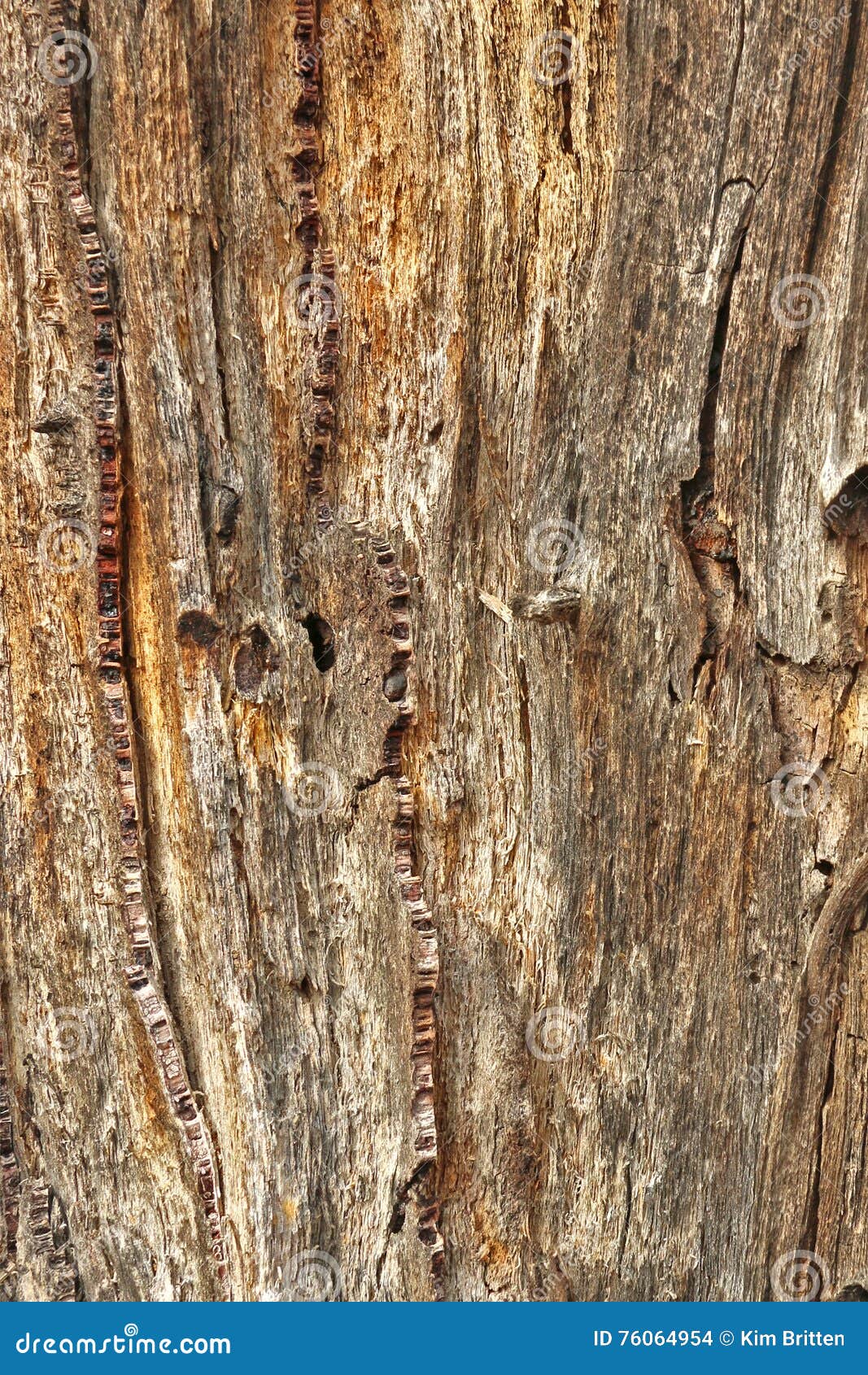 Tree Trunk and Damage from Wood Boring Insects Stock Photo - Image of ...