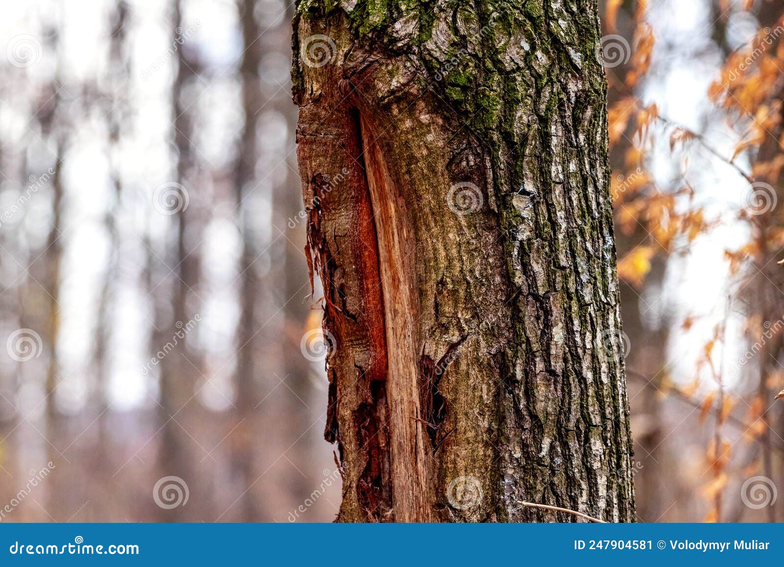 Tree Trunk with Damaged Bark. Tree Diseases Stock Image - Image of park ...