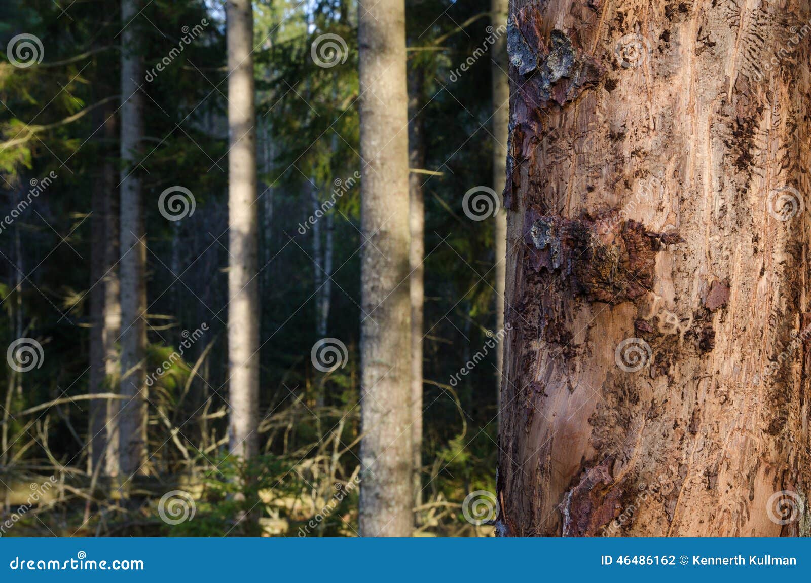 Tree Trunk Damaged of Insects Stock Photo - Image of noxious, brown ...