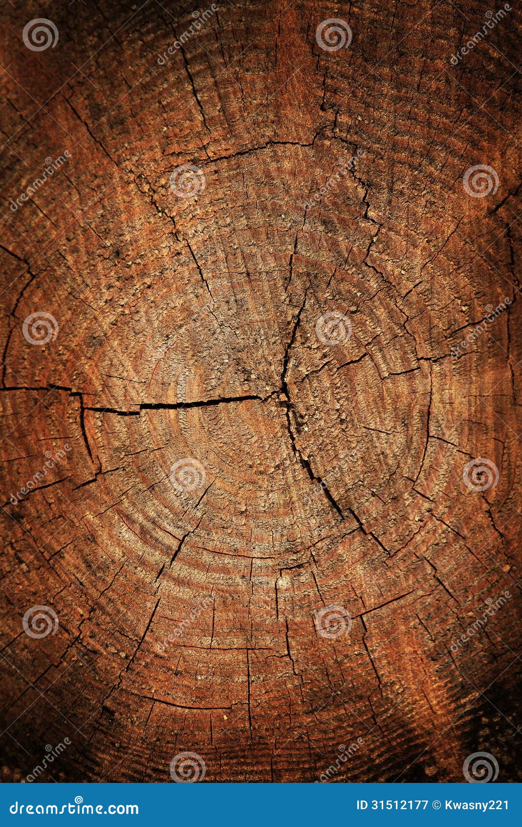 Tree trunk stock image. Image of circle, slice, life - 31512177