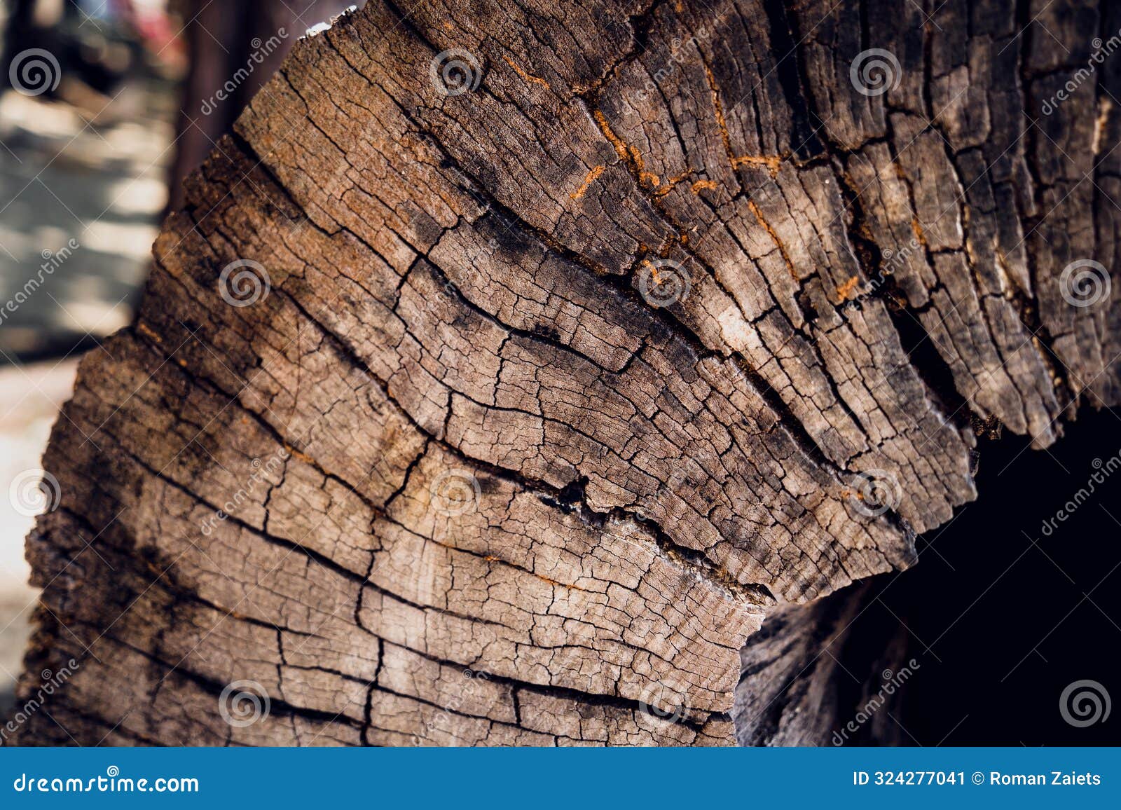 Tree Trunk with Dark Nature Hole and Textured Bark Stock Image - Image ...