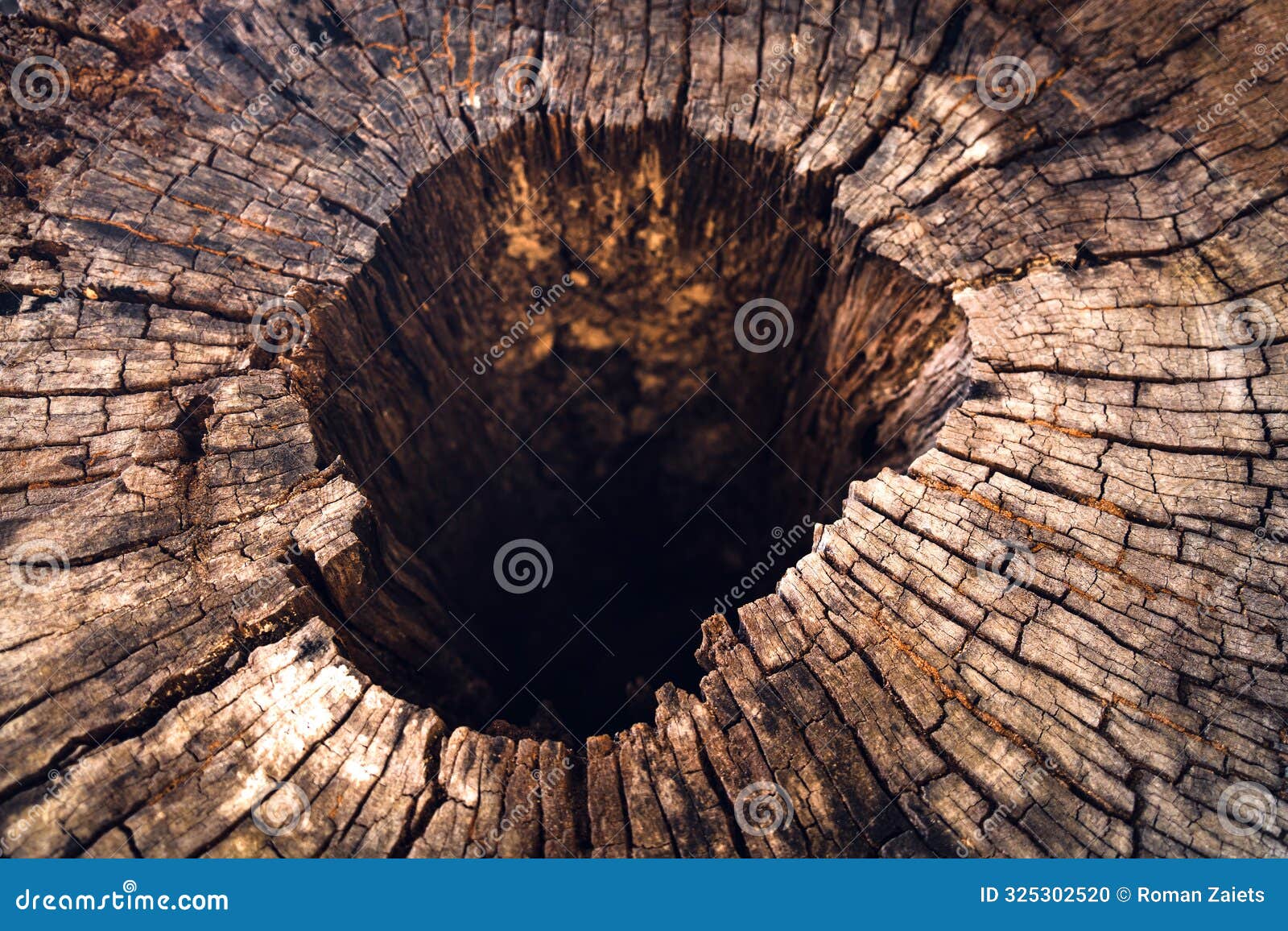 Tree Trunk with Dark Nature Hole and Textured Bark Stock Photo - Image ...