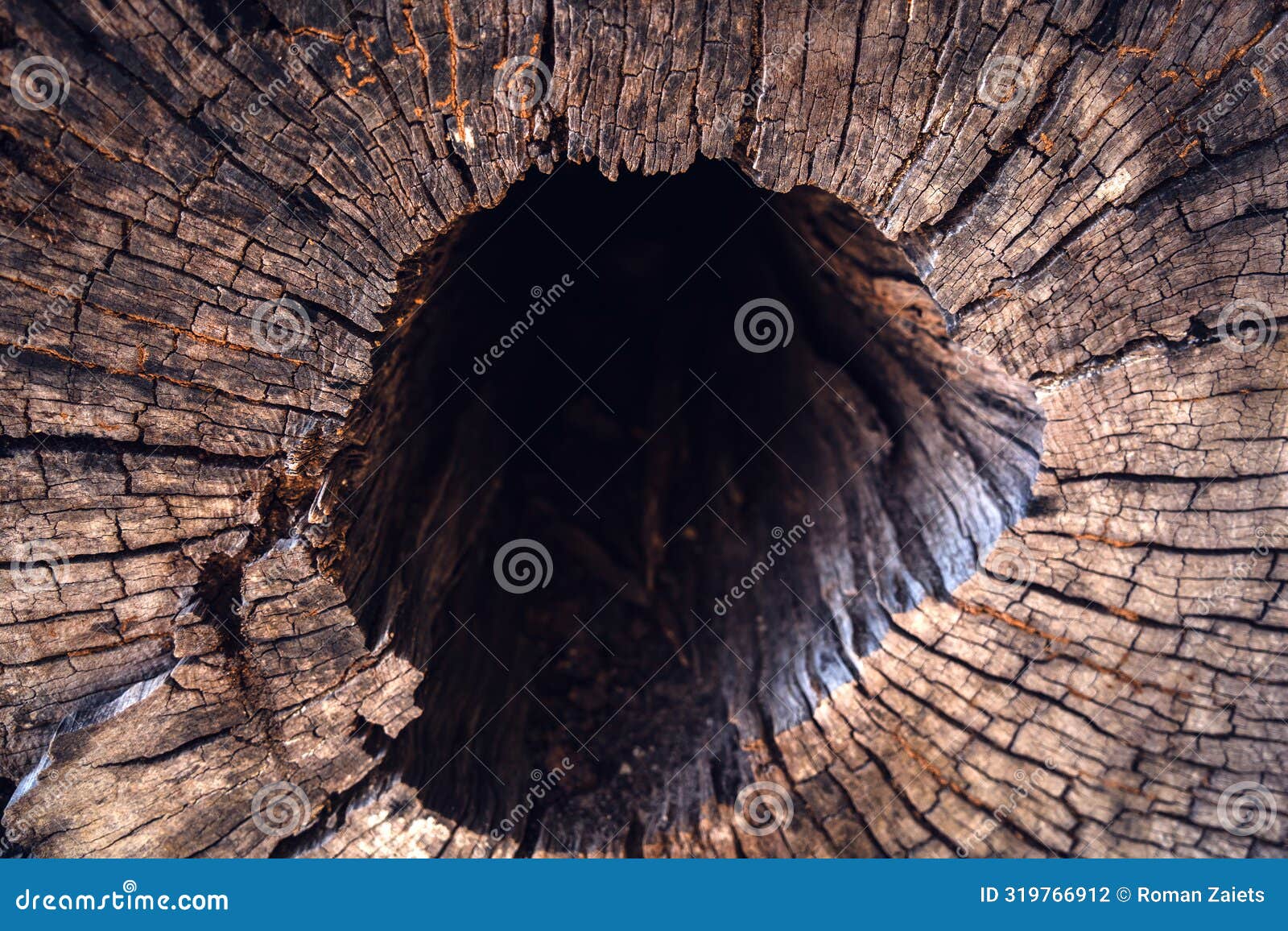Tree Trunk with Dark Nature Hole and Textured Bark Stock Photo - Image ...