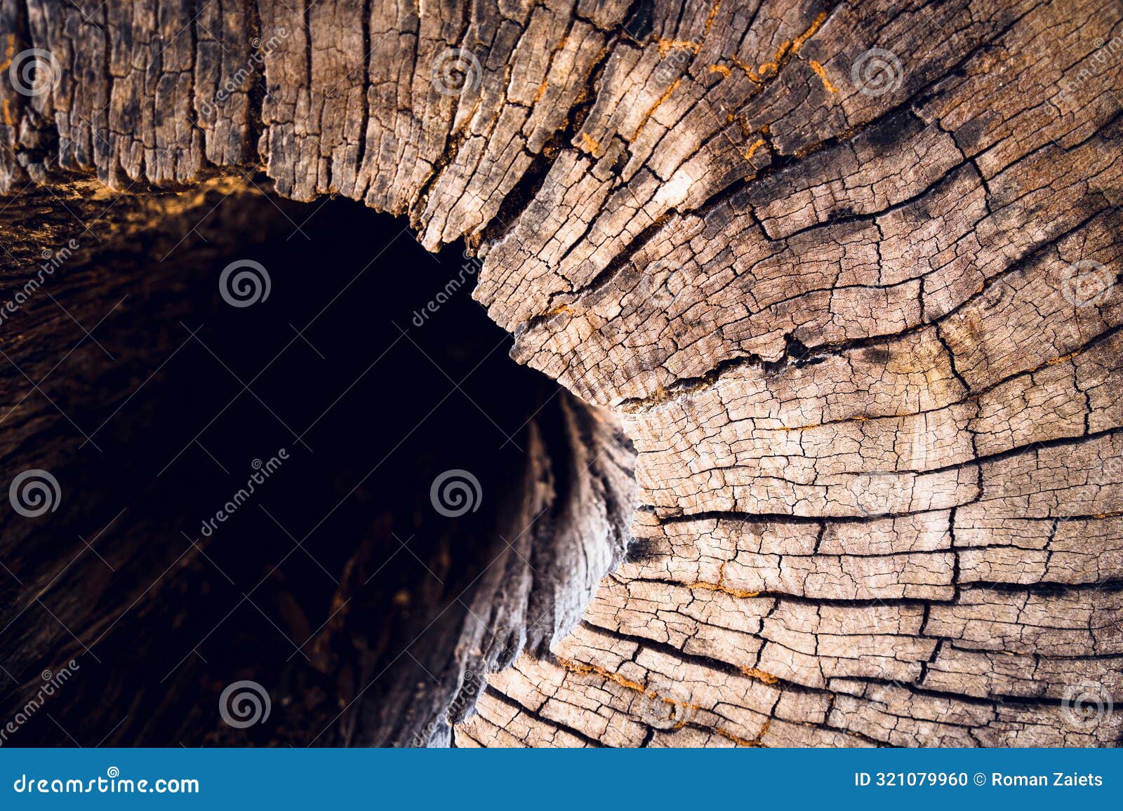 Tree Trunk with Dark Nature Hole and Textured Bark Stock Photo - Image ...