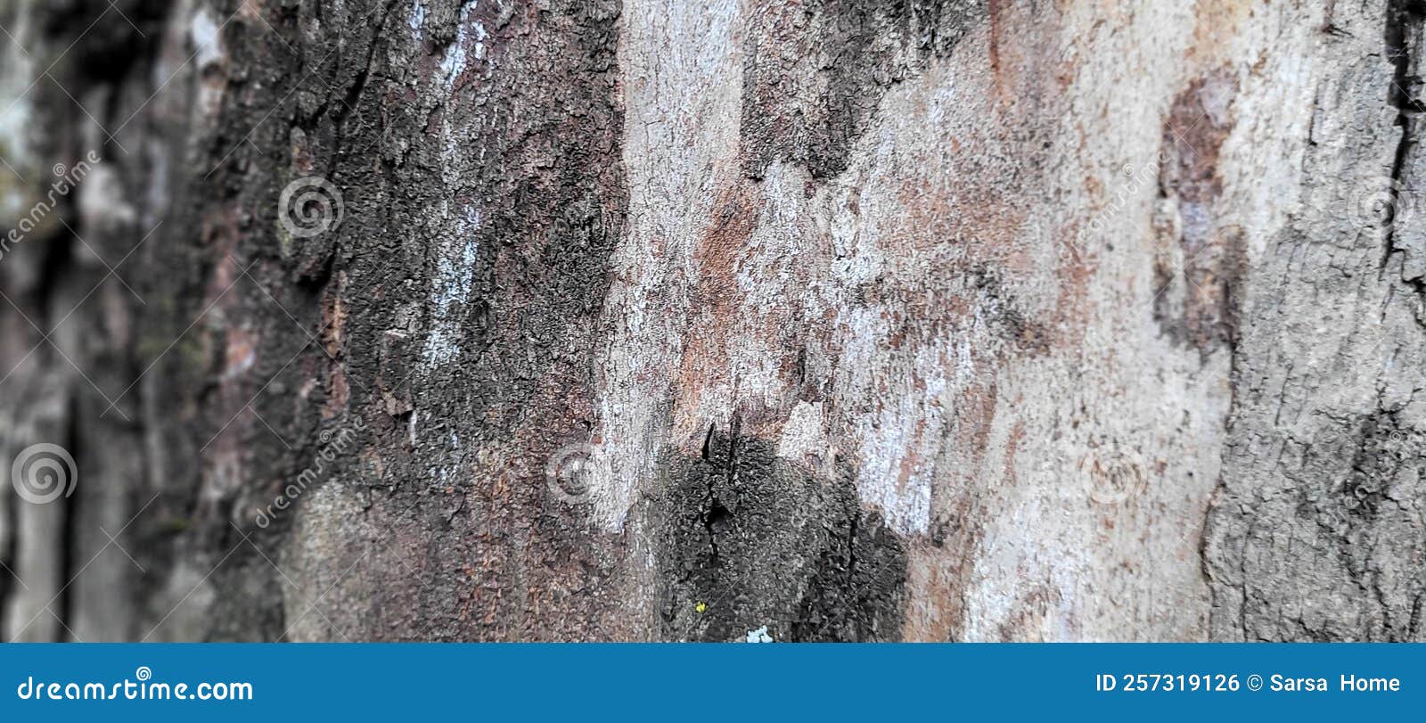 Tree Trunk with Dark Texture and Abstract Lines Stock Photo - Image of ...