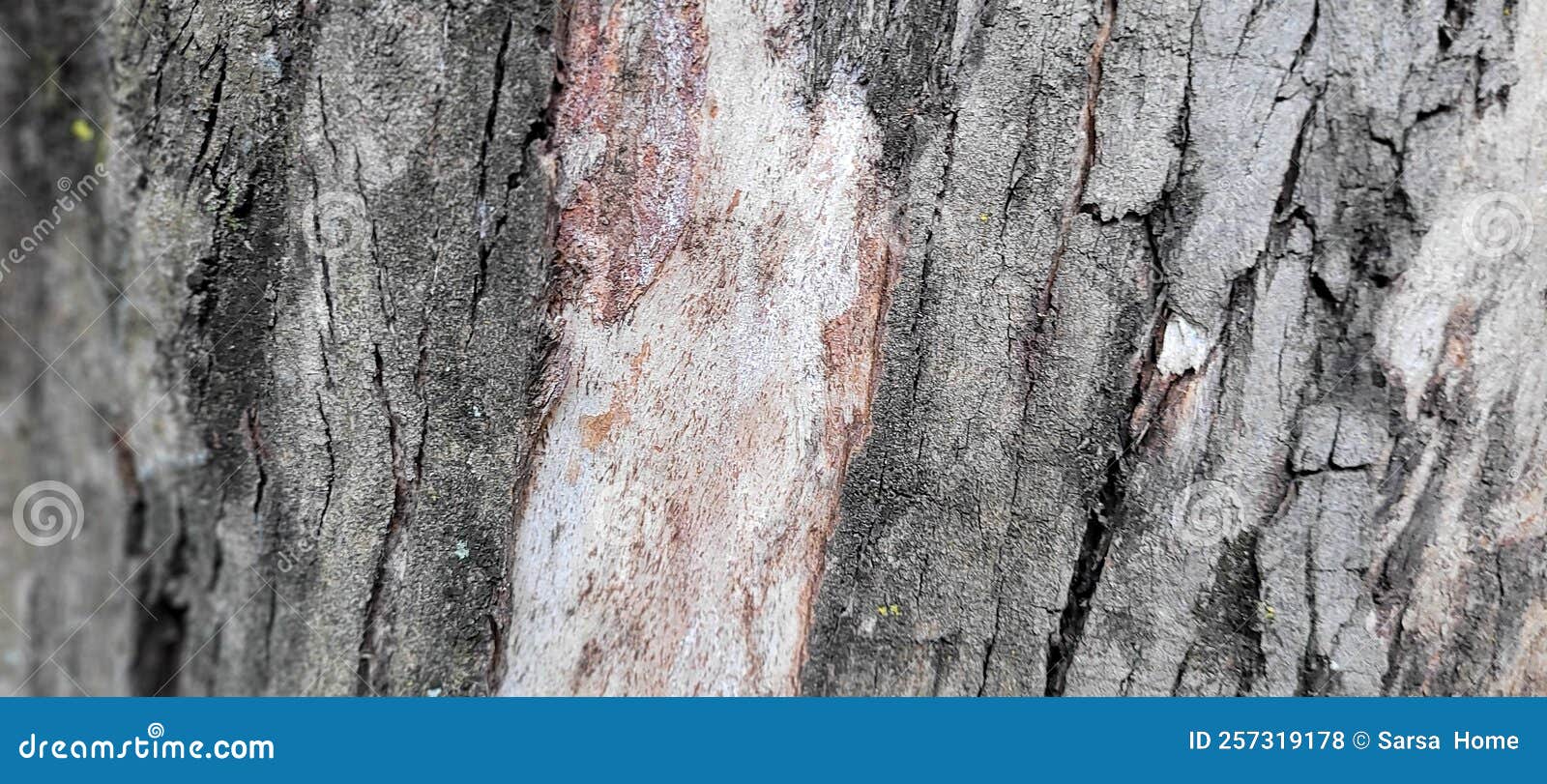 Tree Trunk with Dark Texture and Abstract Lines Stock Photo - Image of ...