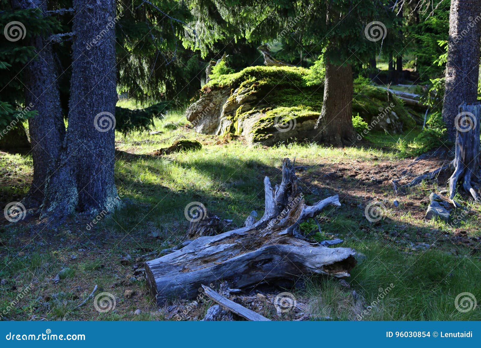 Tree trunk debris stock photo. Image of broken, nature - 96030854