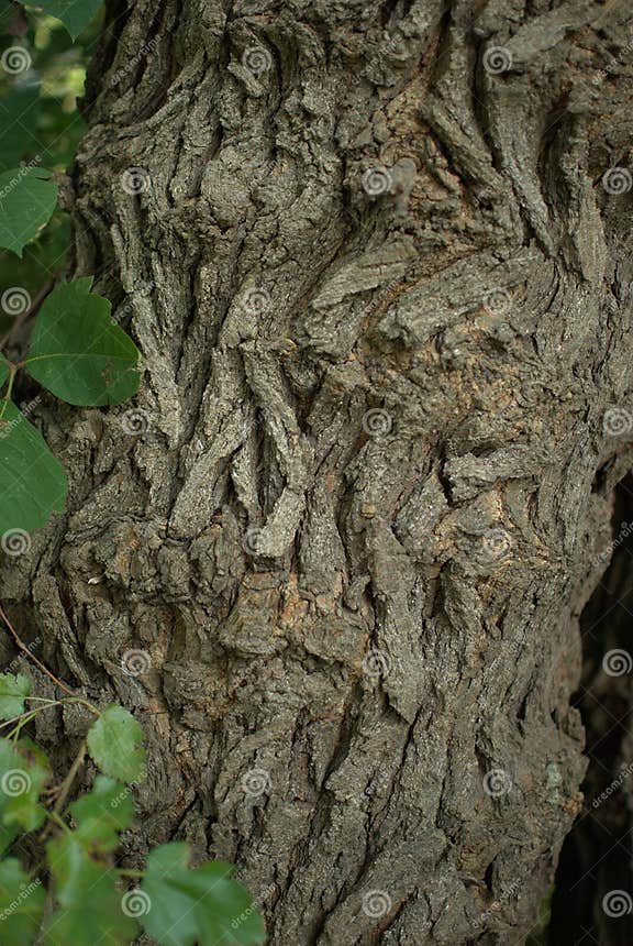 Tree Trunk with Deep Furrowed Tree Bark Stock Photo - Image of vertical ...