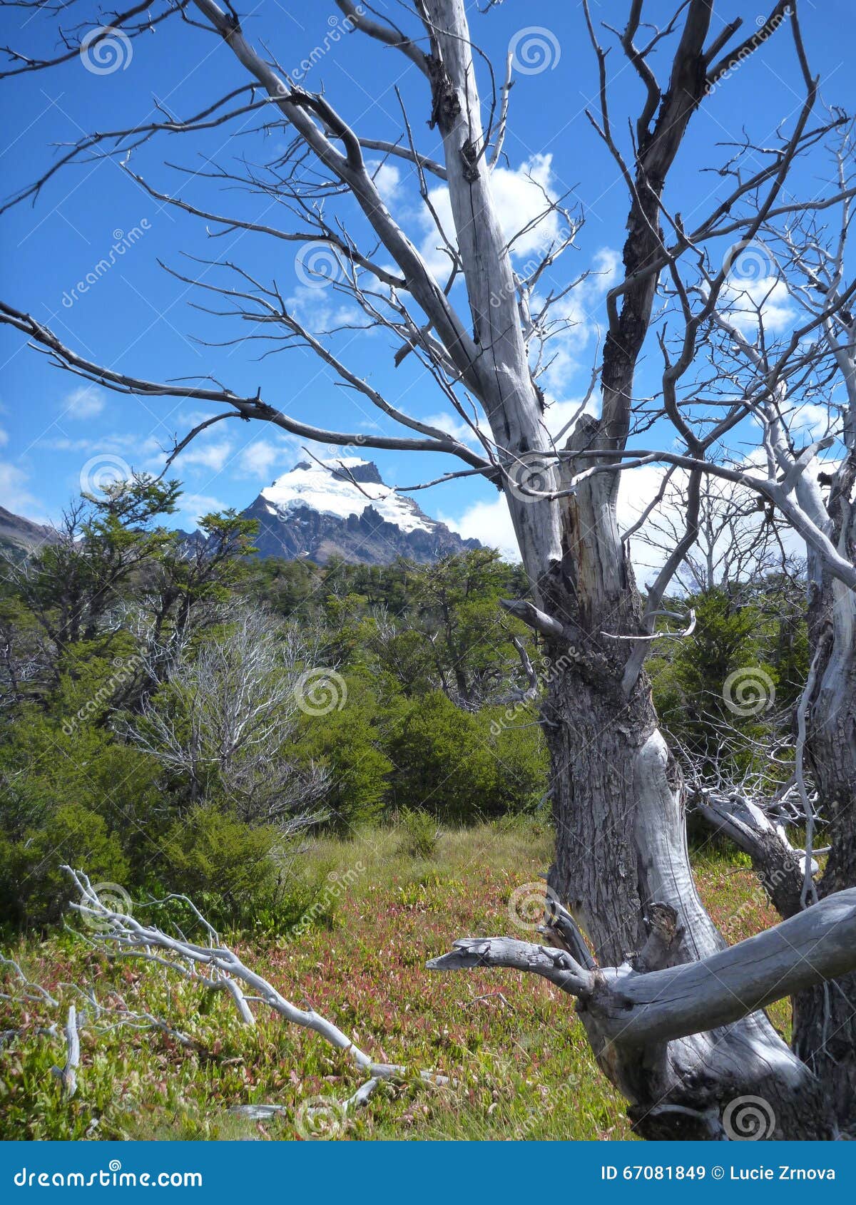Tree Trunk in a Deep Patagonian Forest Stock Image - Image of grass ...