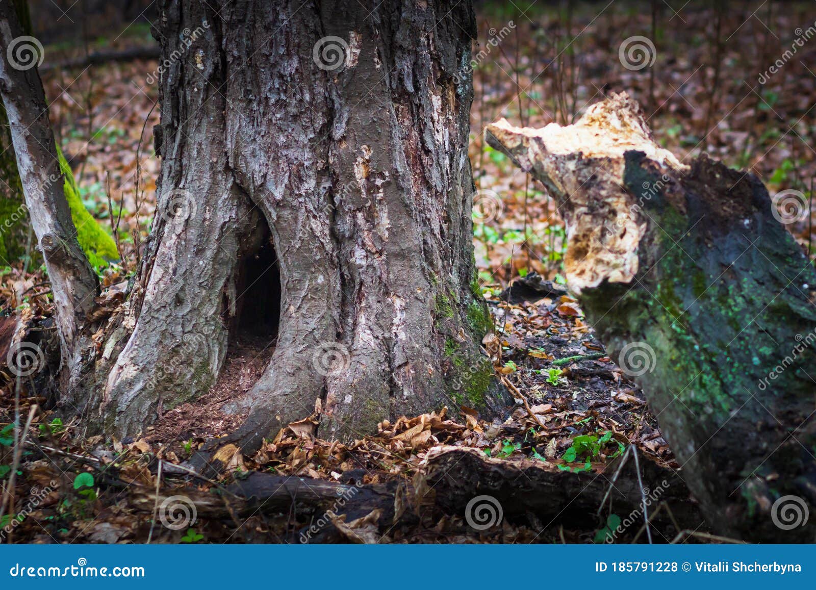Tree Trunk with a Den Dug in it Stock Photo - Image of natural, nest ...