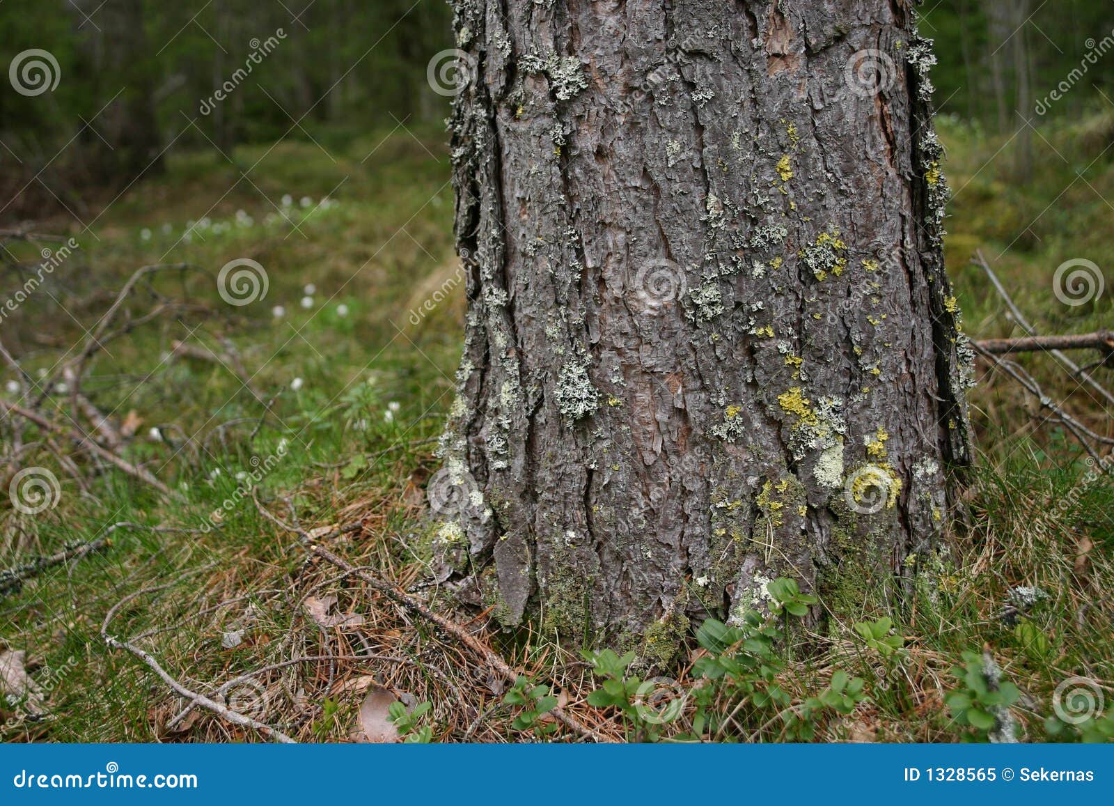 Tree trunk detail stock image. Image of plants, moss, details - 1328565