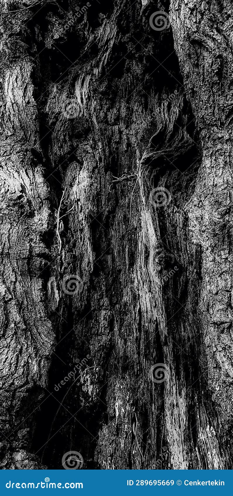 Tree trunk detail stock image. Image of turkiye, park - 289695669