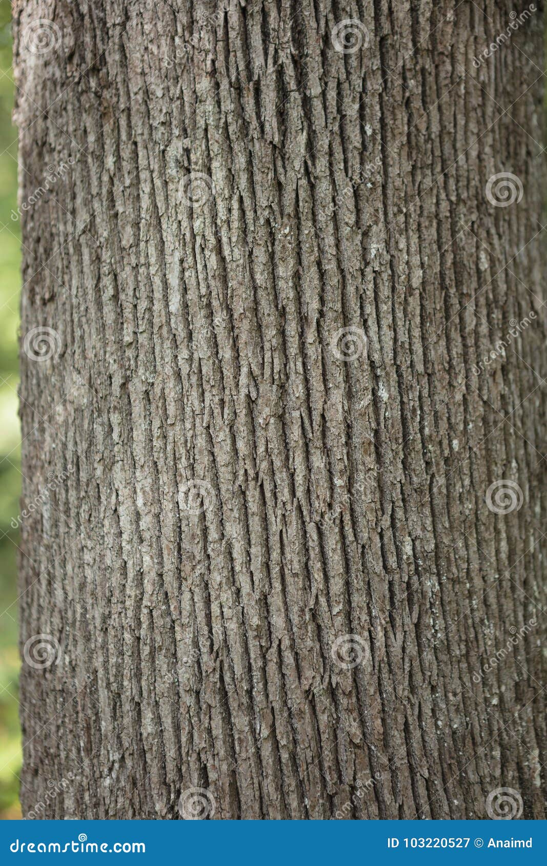 Tree Trunk Detail Texture As Natural Background. Stock Image - Image of ...