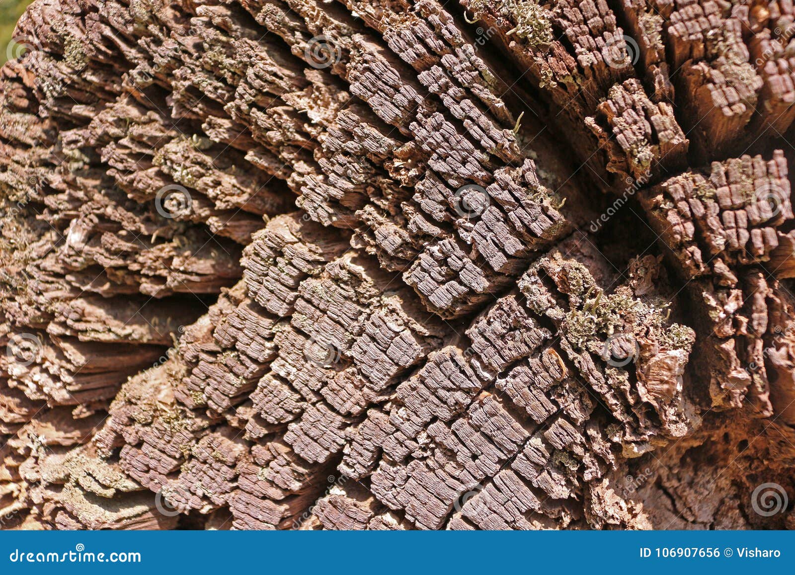 Tree Trunk Detail stock photo. Image of material, backdrop - 106907656