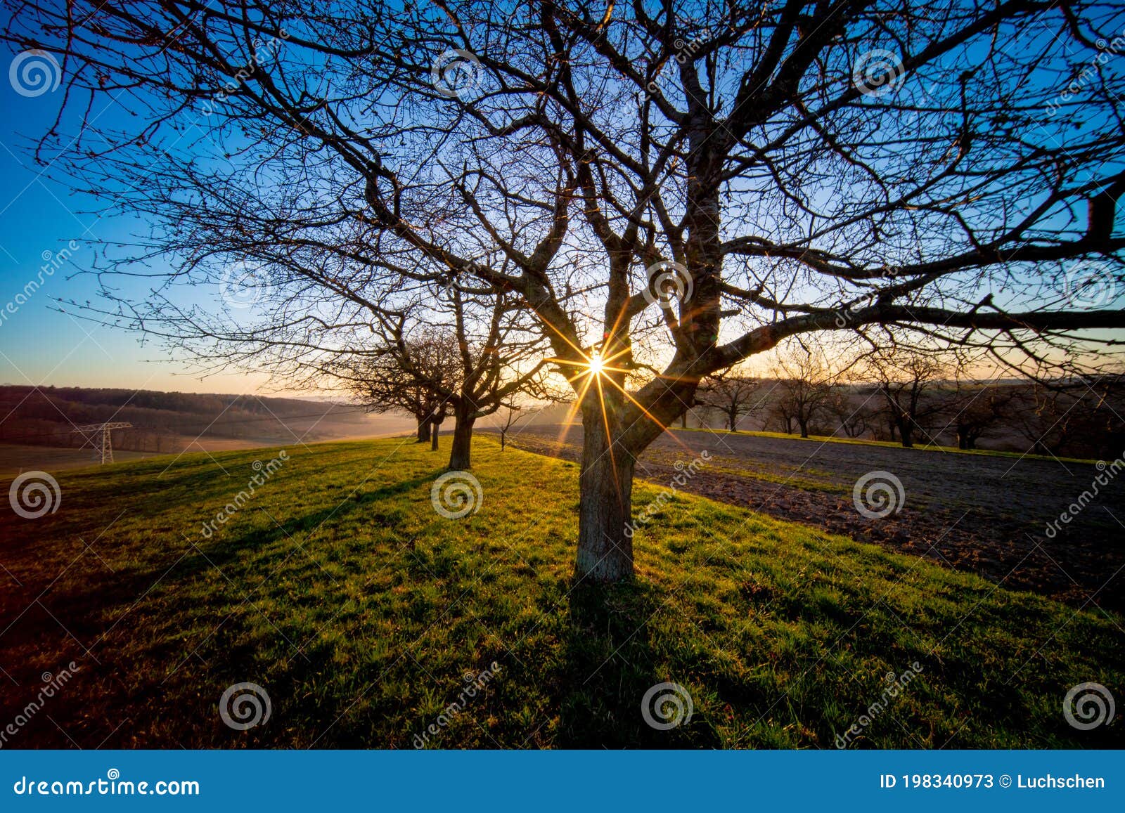 Tree Trunk and Early Morning Sunrise in Spring Stock Image - Image of ...