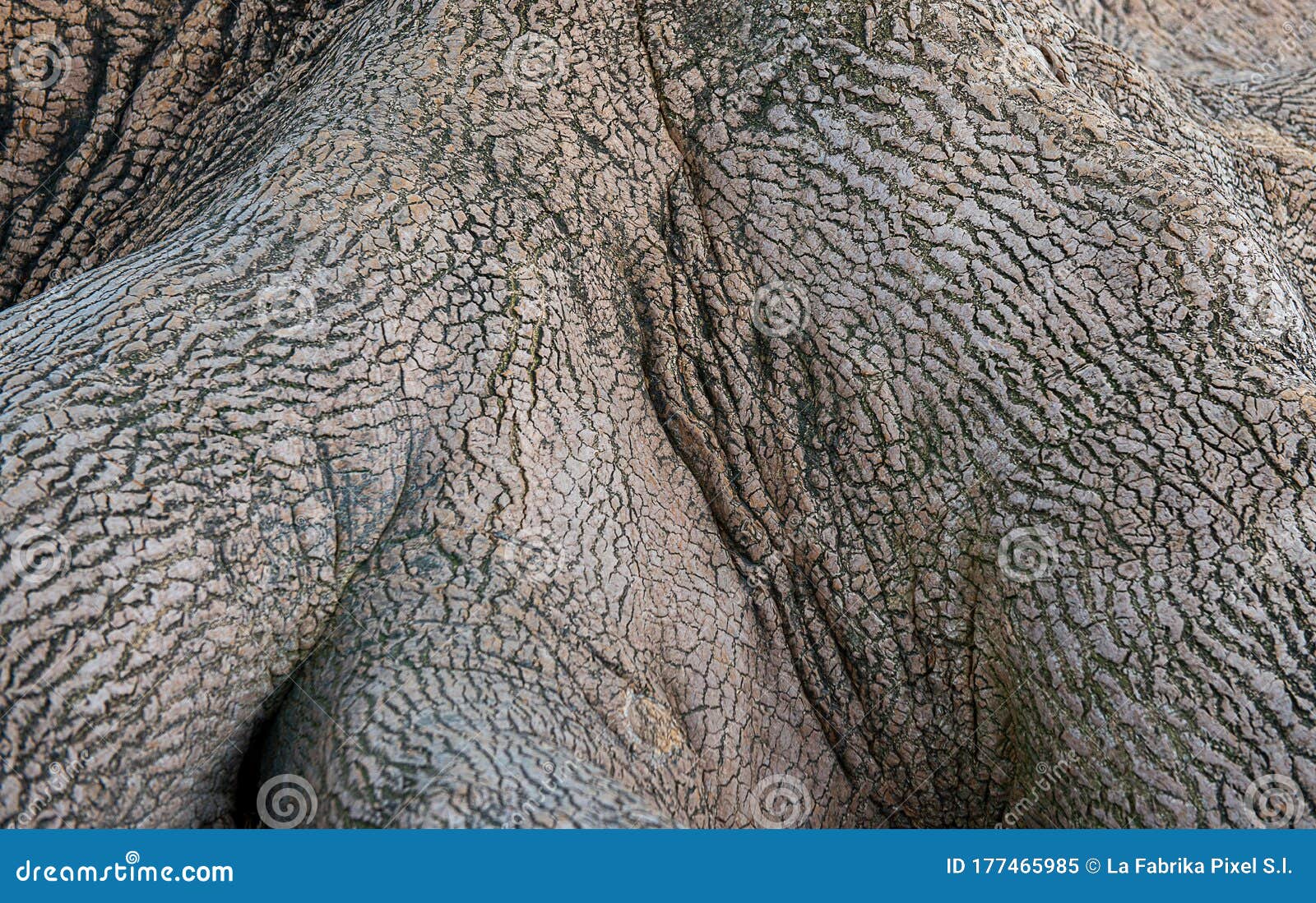 Tree trunk stock image. Image of elephant, folds, tree - 177465985