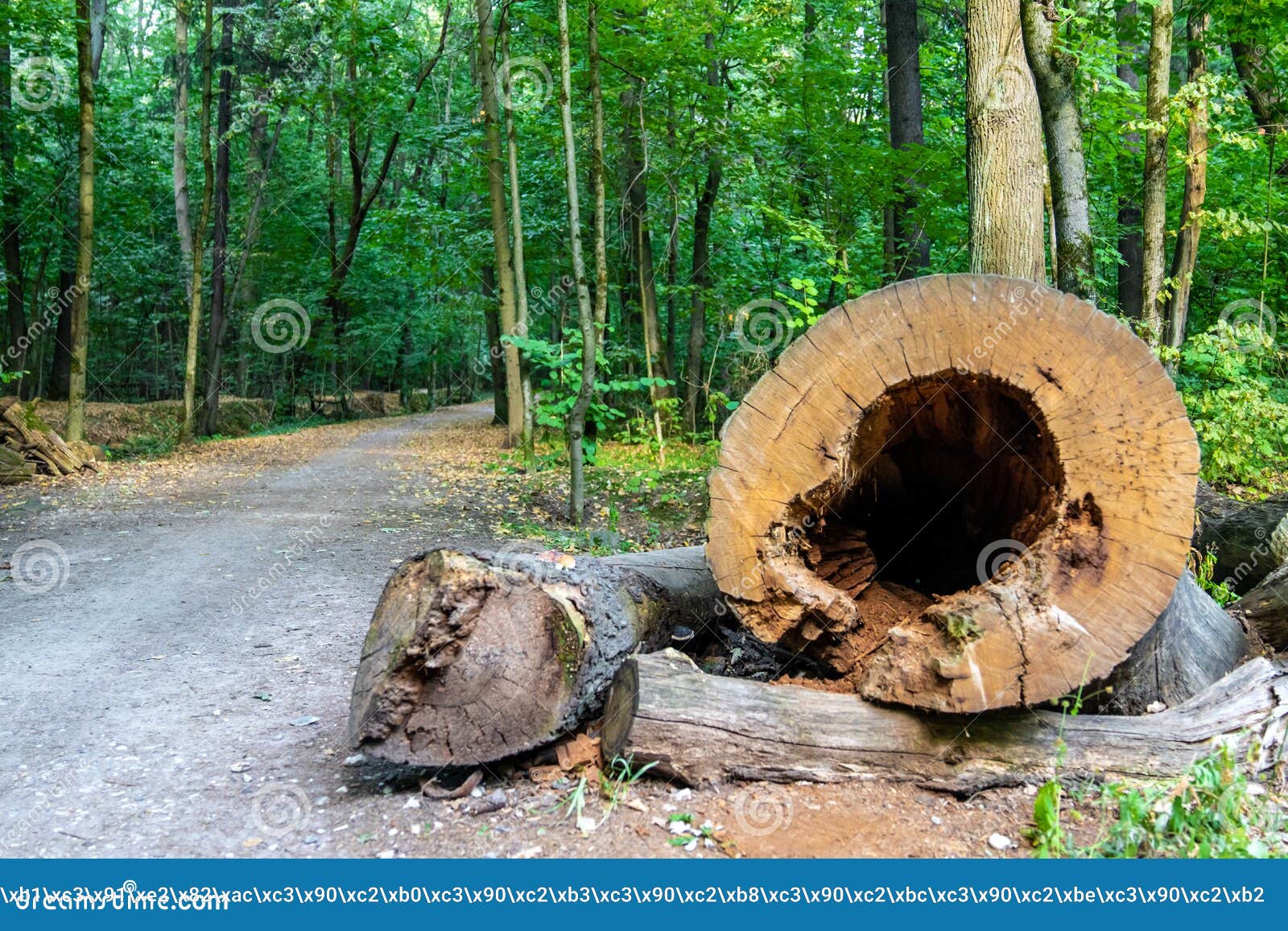 Tree Trunk Empty Inside. Hollow in the Trunk of a Fallen Tree Stock ...