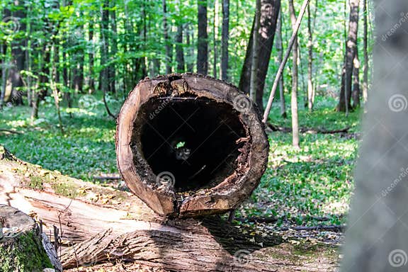 Tree Trunk Empty Inside. Hollow in the Trunk of a Fallen Tree Stock ...