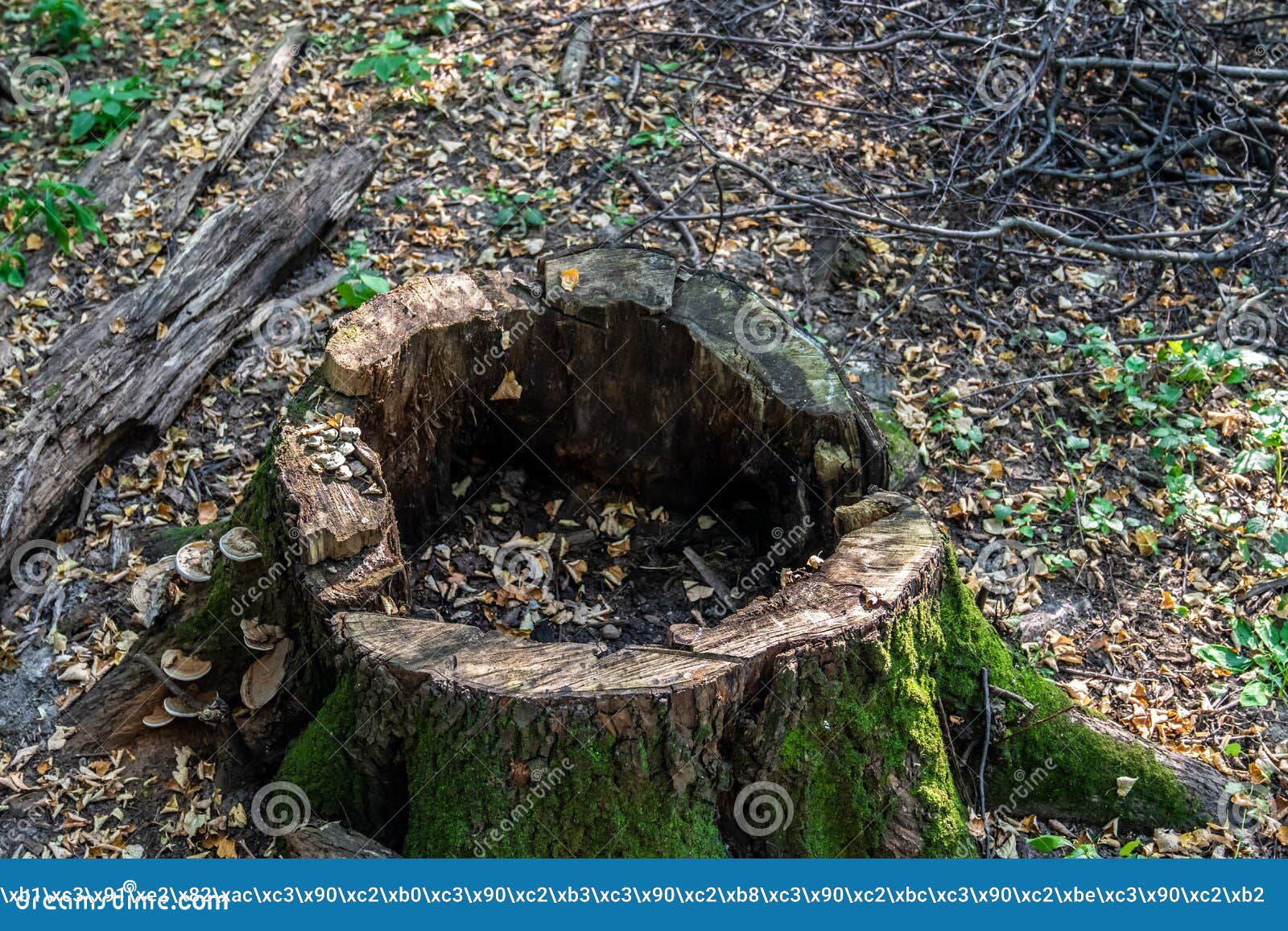 Tree Trunk Empty Inside. Hollow in the Trunk of a Fallen Tree Stock ...
