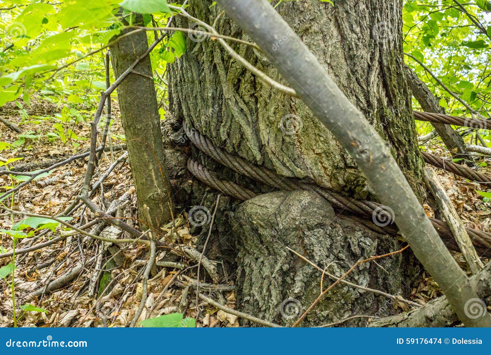Tree stock photo. Image of constraint, iron, rope, tree - 59176474