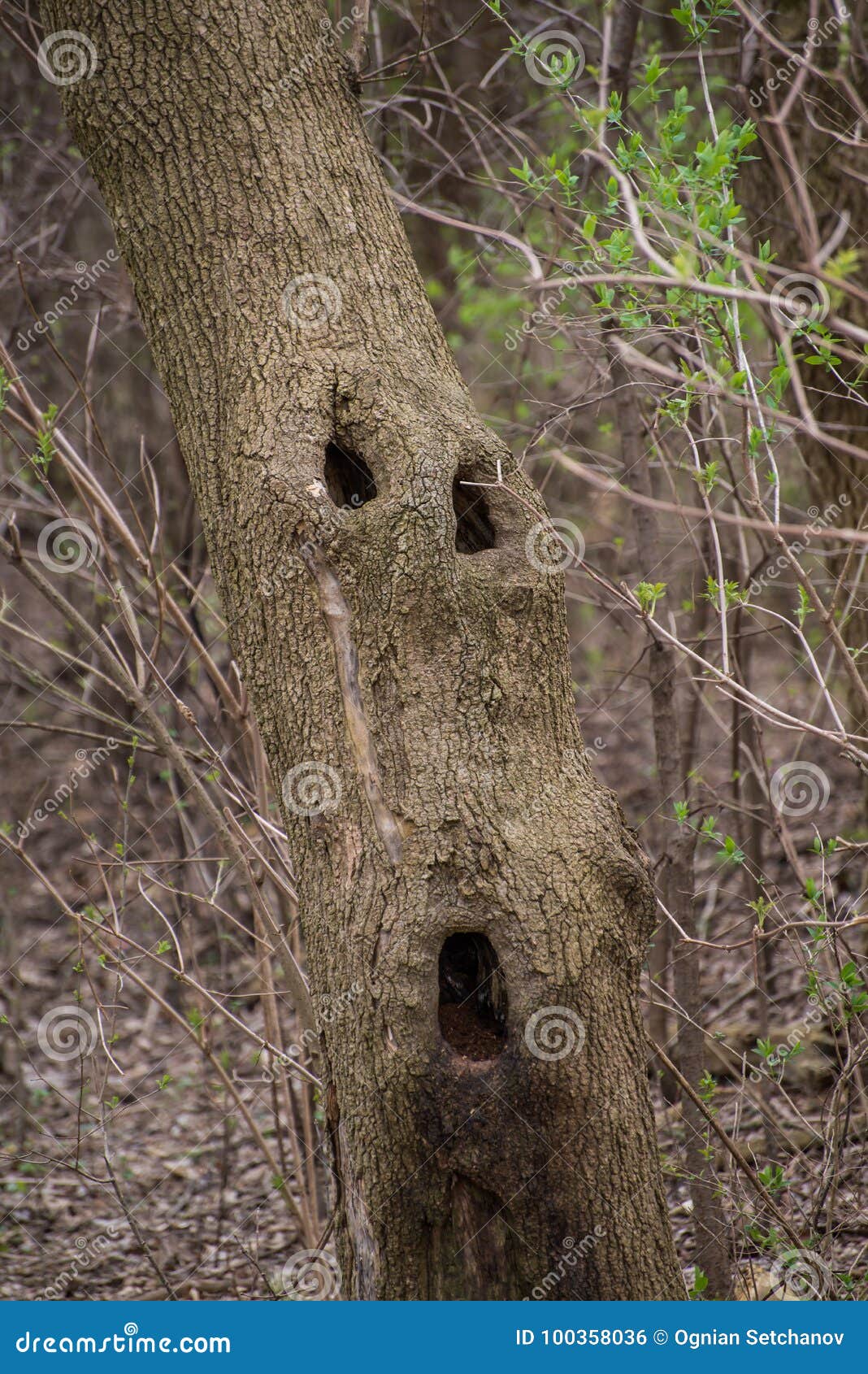 Tree Trunk Face stock photo. Image of leaves, spooky - 100358036