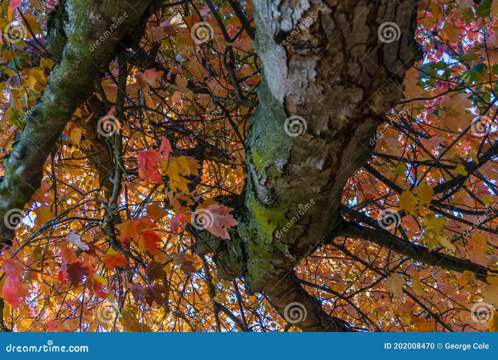Tree Trunk and Fall Leaves stock photo. Image of tree - 202008470