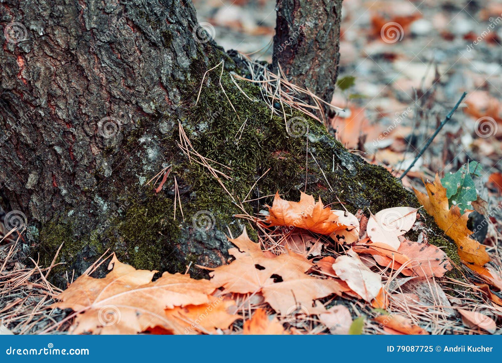 Tree Trunk with Fallen Autumn Leaves Close Up Stock Image - Image of ...