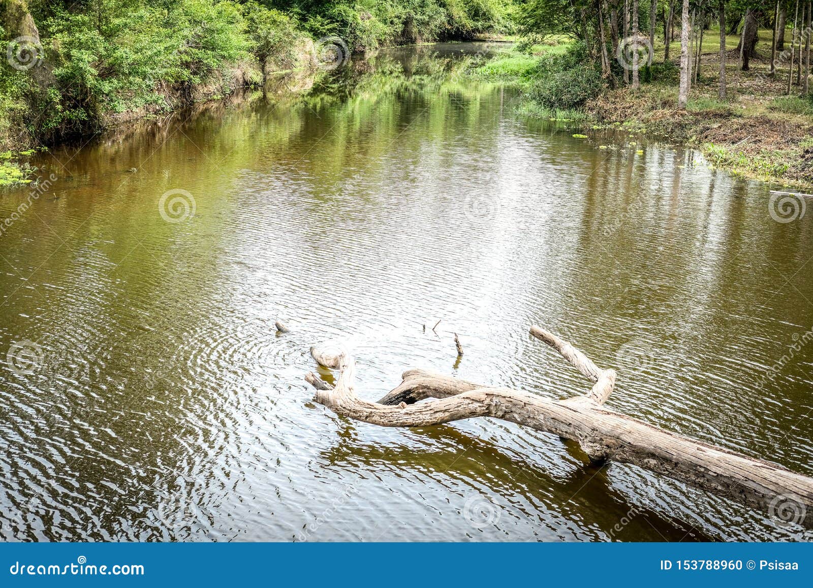 Tree Trunk Falling in Lake Pond Stock Photo - Image of pond, wild ...