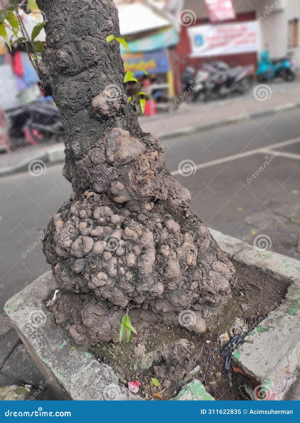 Monoon Longifolium, The False Ashoka Also Commonly Known By Its Synonym ...