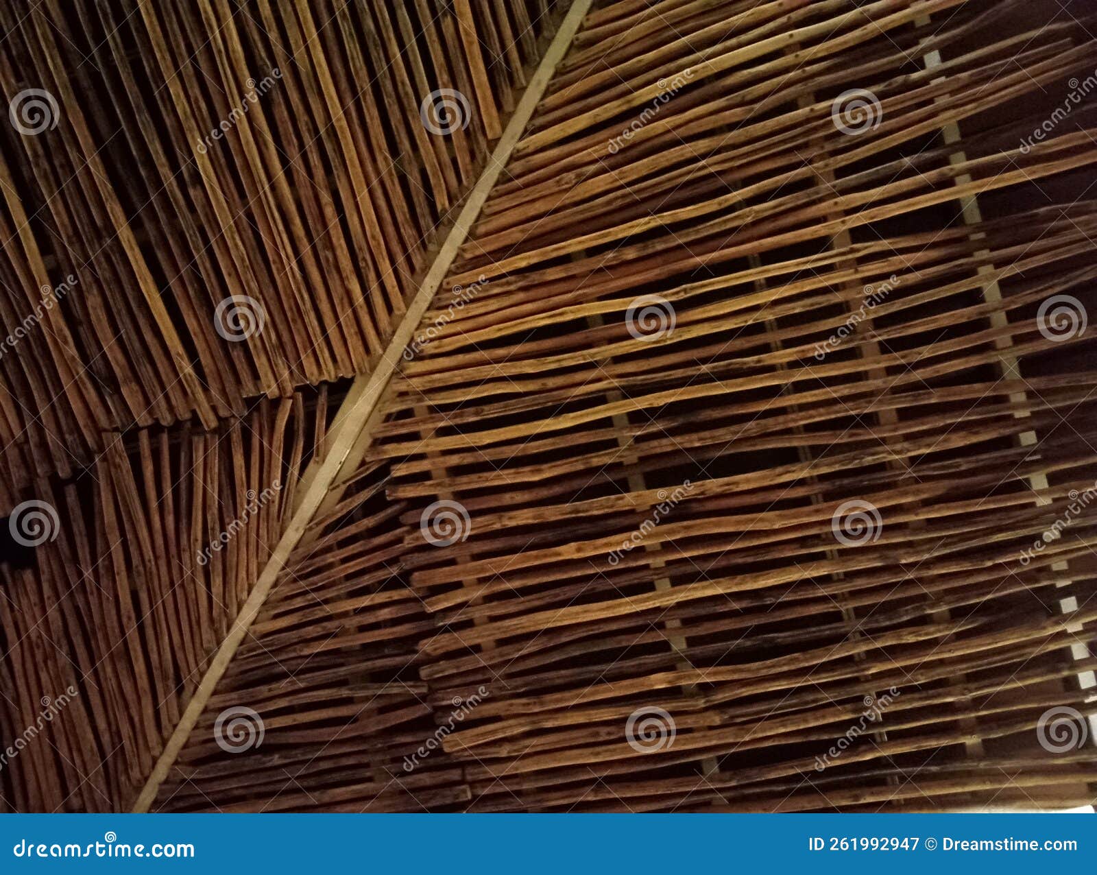 Tree Trunk Feel a Forest Canopy Stock Image - Image of trunk, feel ...