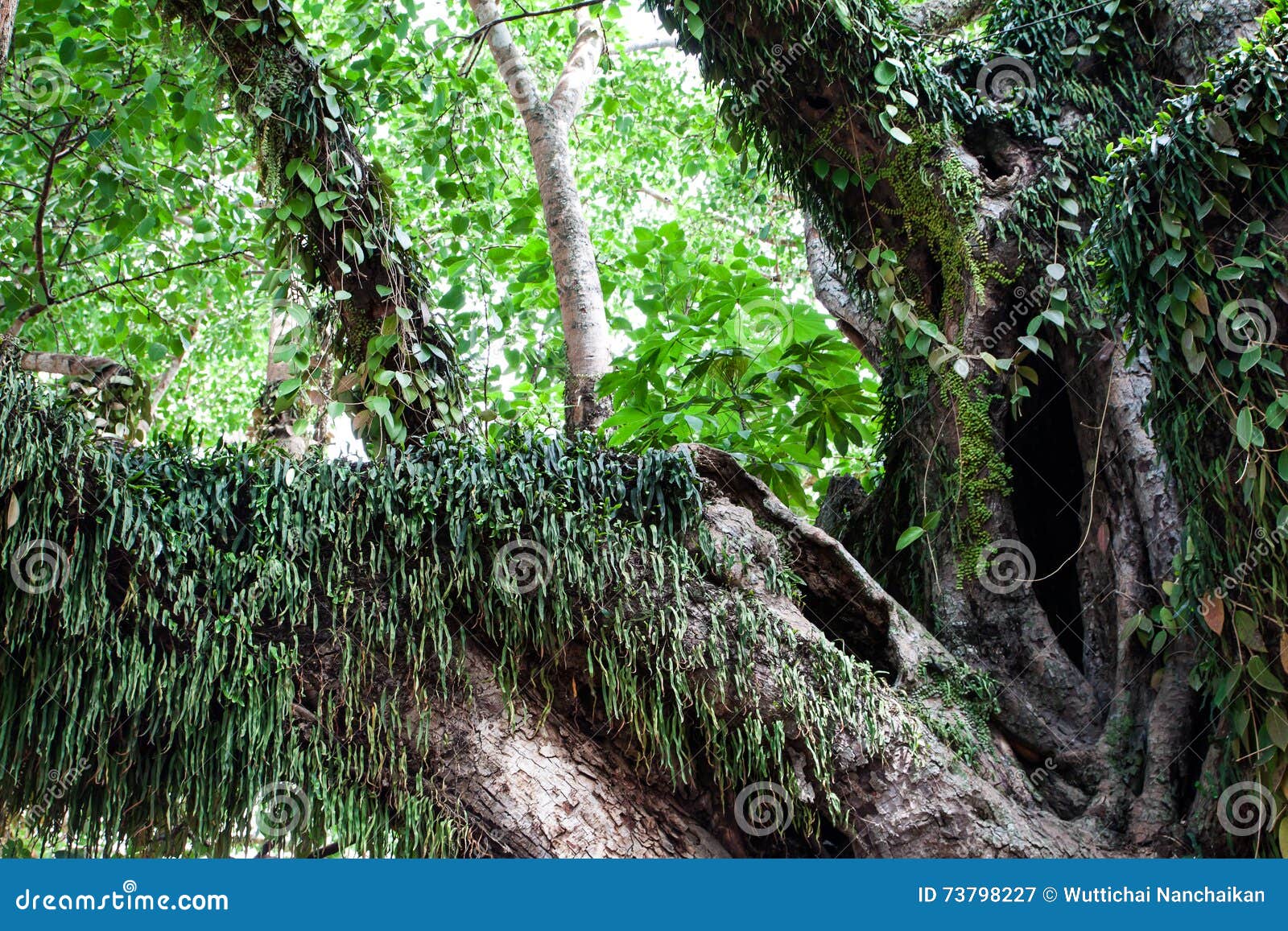Tree trunk with fern stock image. Image of epiphyte, tropical - 73798227