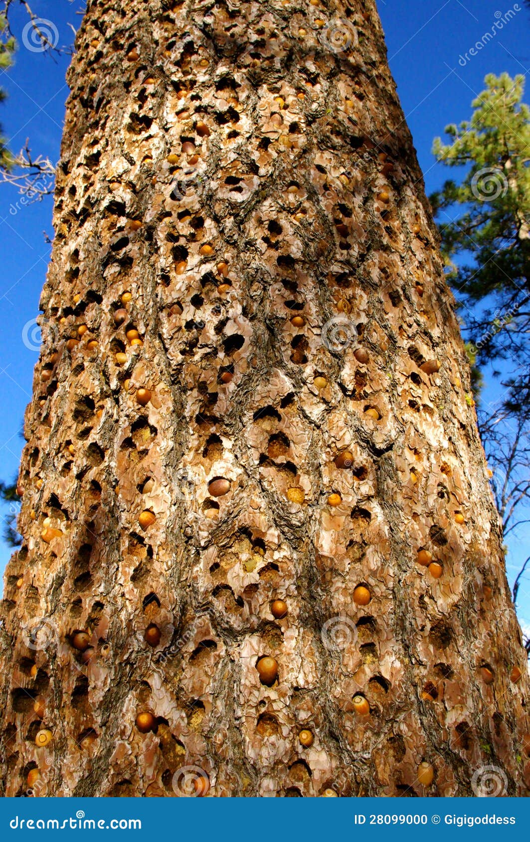 Tree Trunk Filled with Woodpecker Holes Stock Photo - Image of bark ...