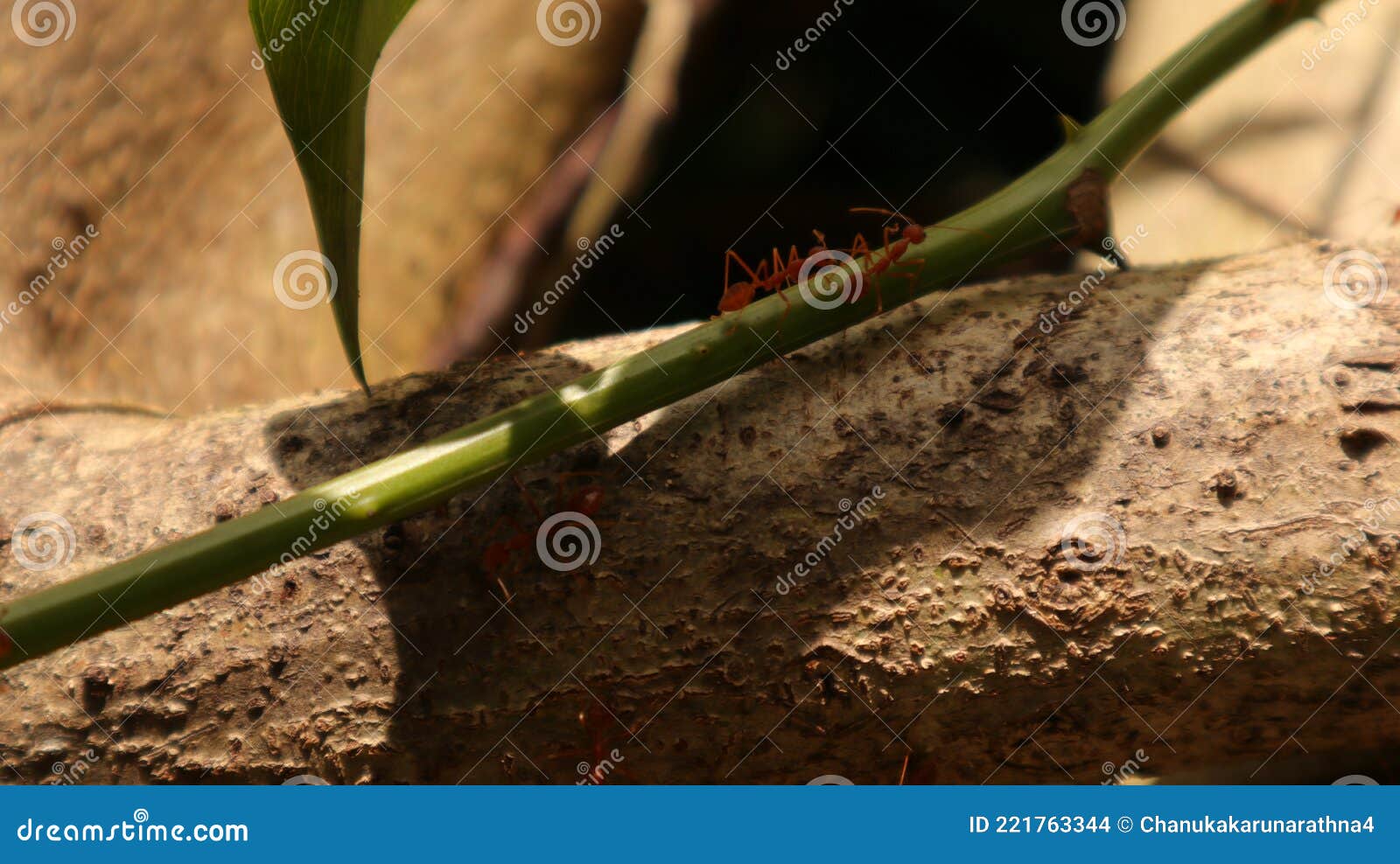 A Tree Trunk that the Fire Ants Travel on and the Two Fire Ants are ...