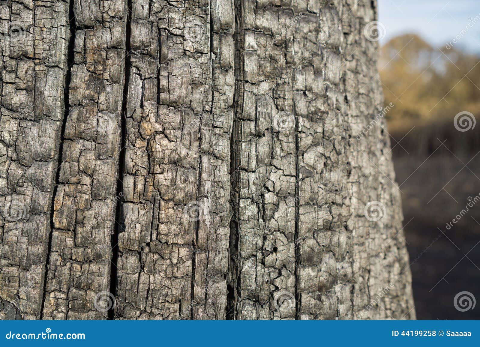 Tree trunk after the Fire stock photo. Image of fire - 44199258