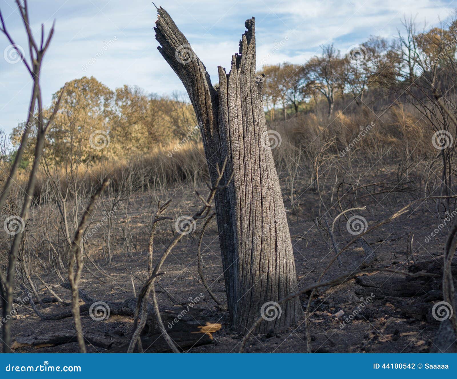 Tree trunk after the Fire stock photo. Image of news - 44100542