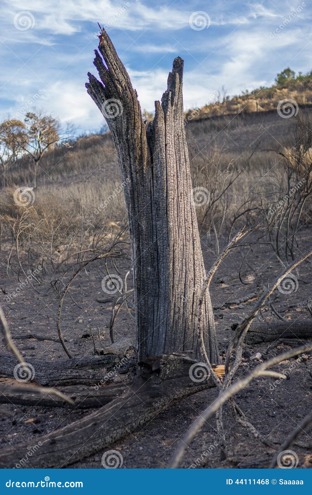 Tree trunk after the Fire stock photo. Image of news - 44111468