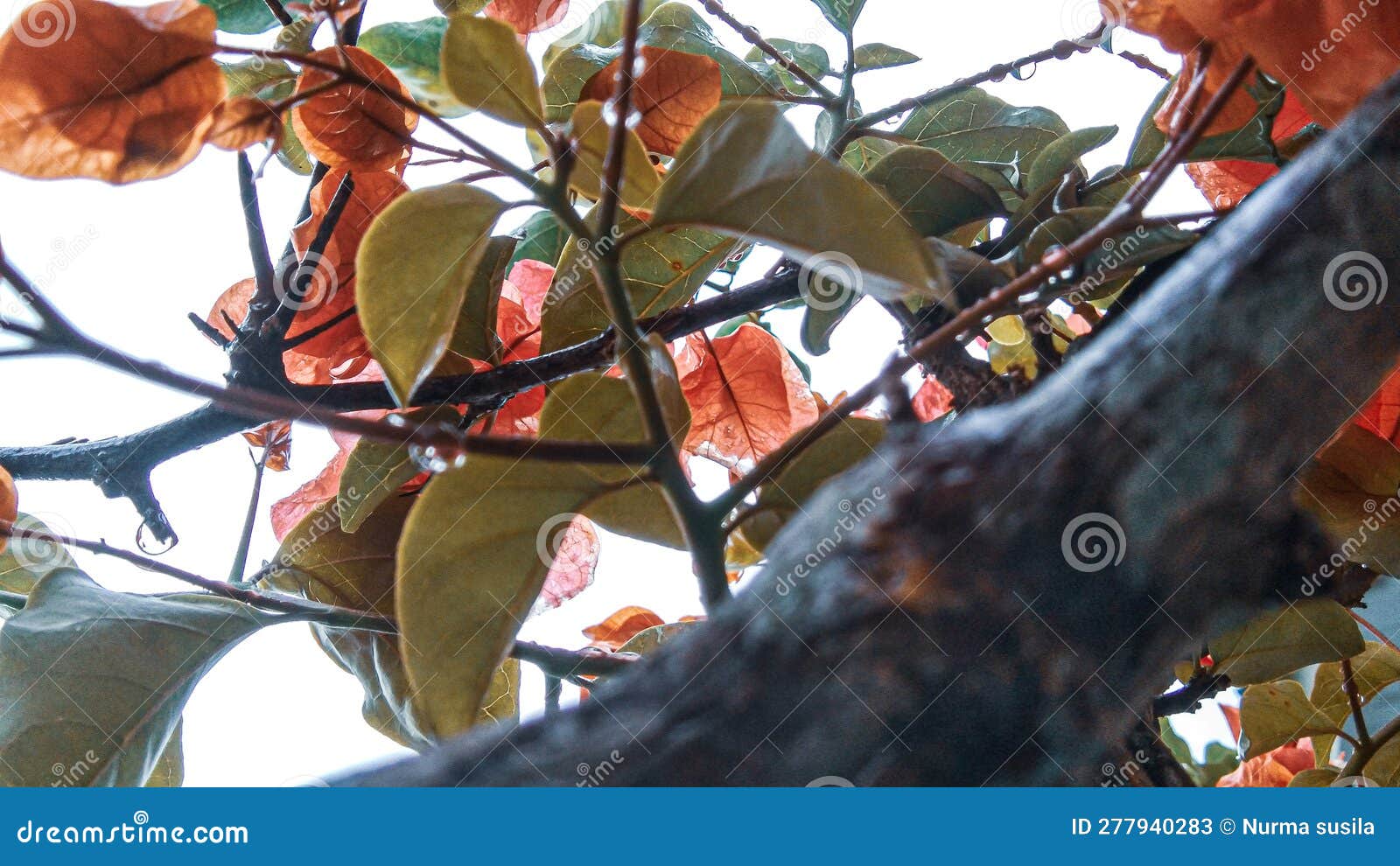 Tree Trunk Flowers after Raindrop Stock Image - Image of deciduous ...