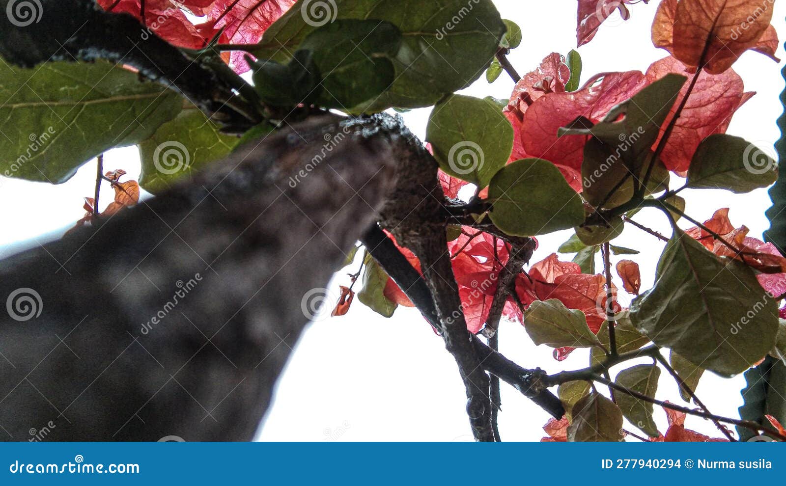 Tree Trunk Flowers after Raindrop Stock Photo - Image of petal, blossom ...