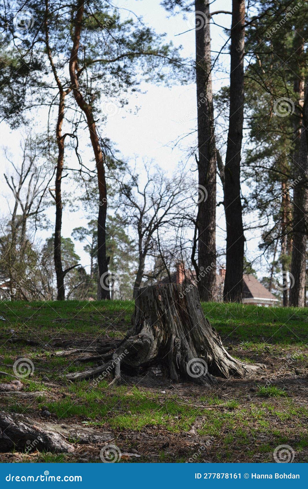 Tree trunk in the forest stock image. Image of grove - 277878161