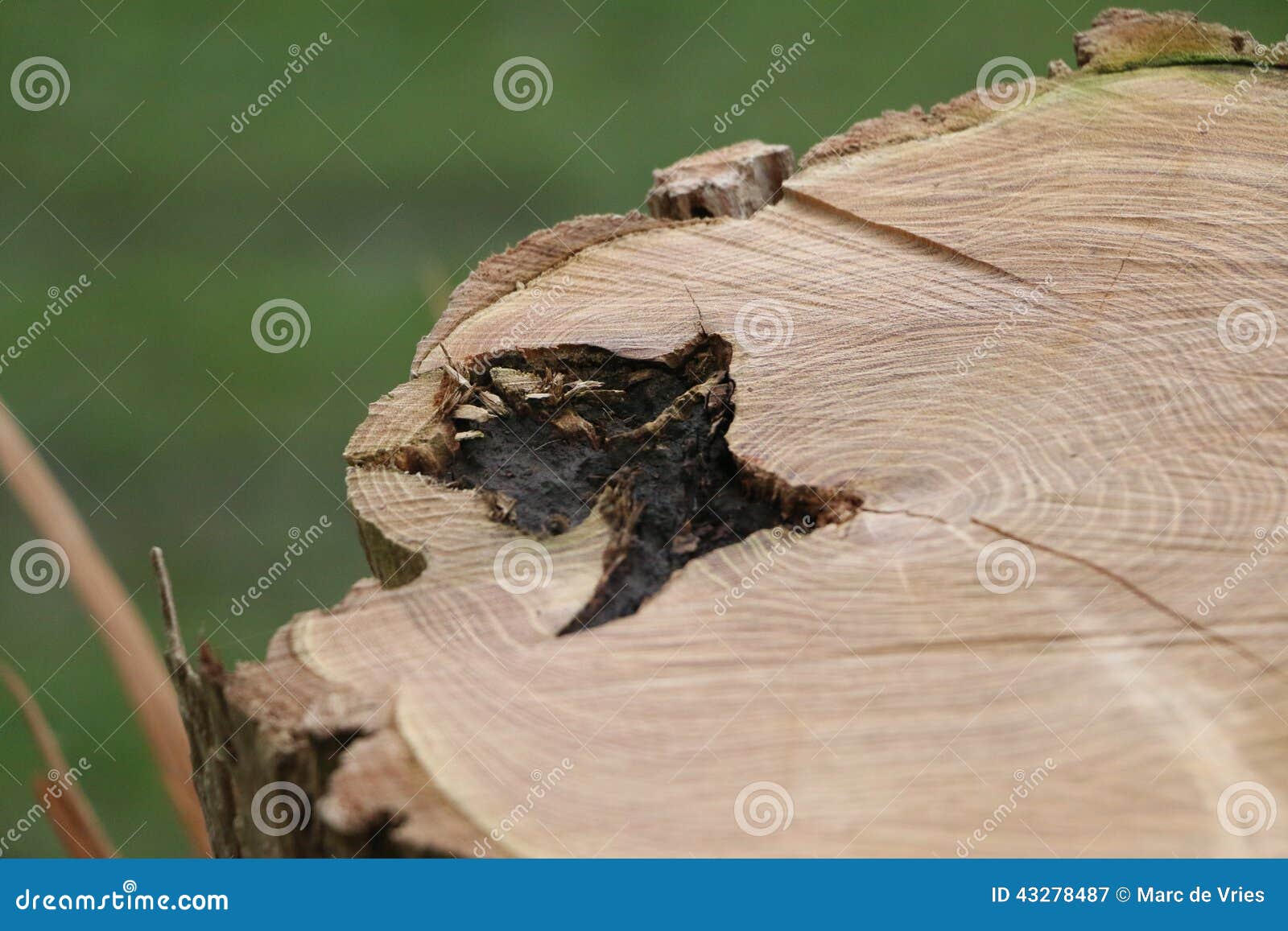 Tree trunk stock image. Image of forest, tree, nature - 43278487