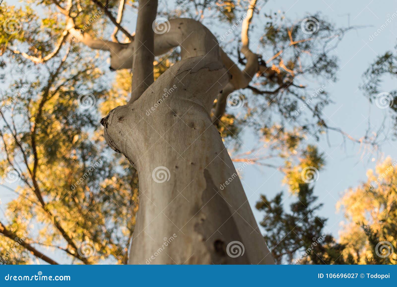Tree Trunk in a Forest - Close Up Selective Focus Stock Image - Image ...