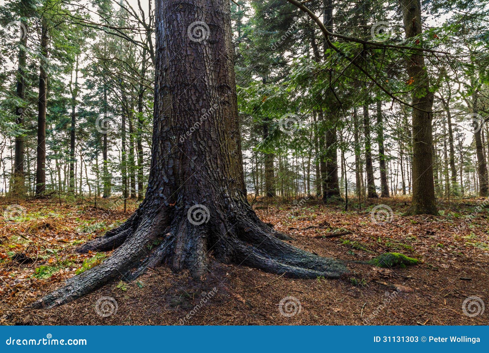 Tree trunk in a forest stock image. Image of scenic, rural - 31131303