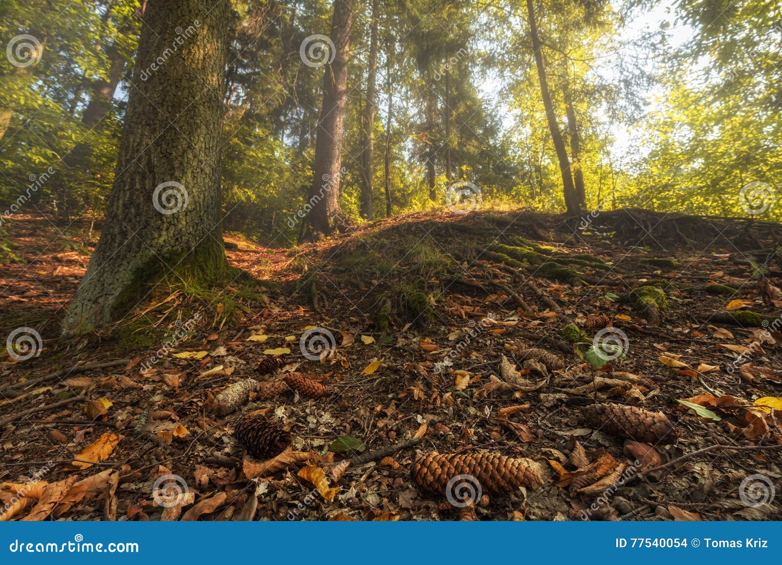 Tree Trunk in the Forest and Fallen Cones Stock Photo - Image of ...
