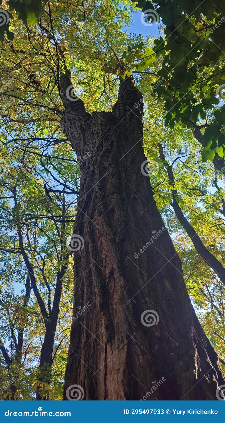 Tree Trunk in the Forest. View from Below Stock Image - Image of forest ...