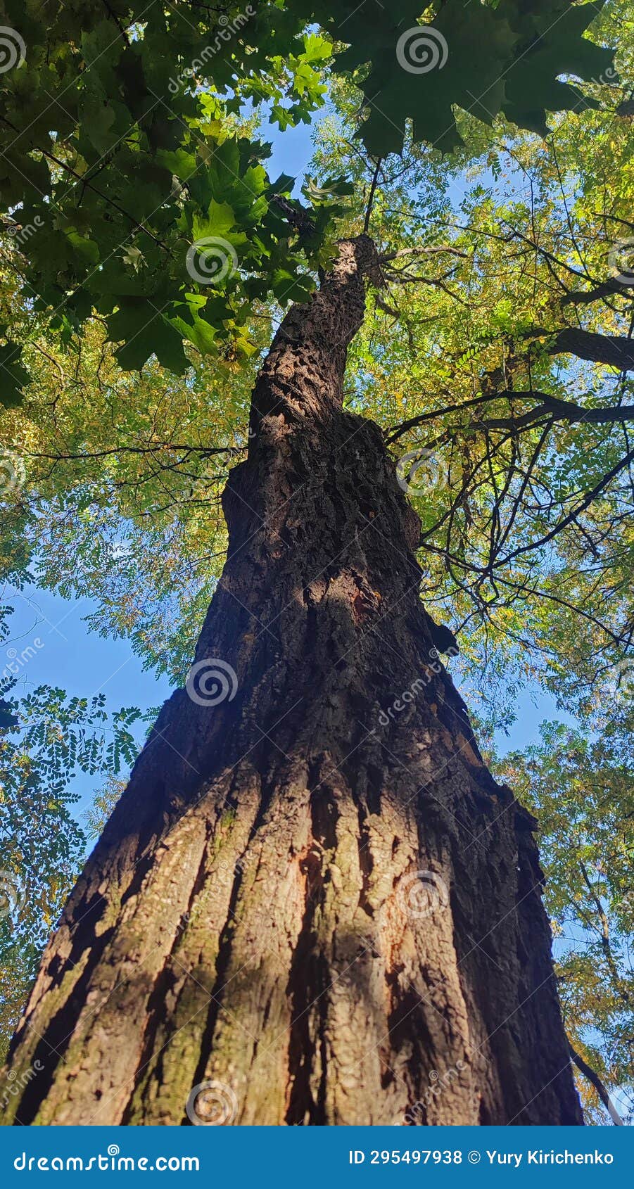 Tree Trunk in the Forest. View from Below Stock Photo - Image of plant ...